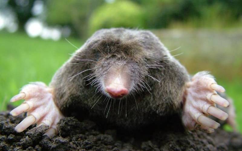 Mole and Vole Control – Issaquah Pest Control
