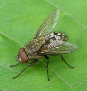 Cluster Flies – Issaquah Pest Control